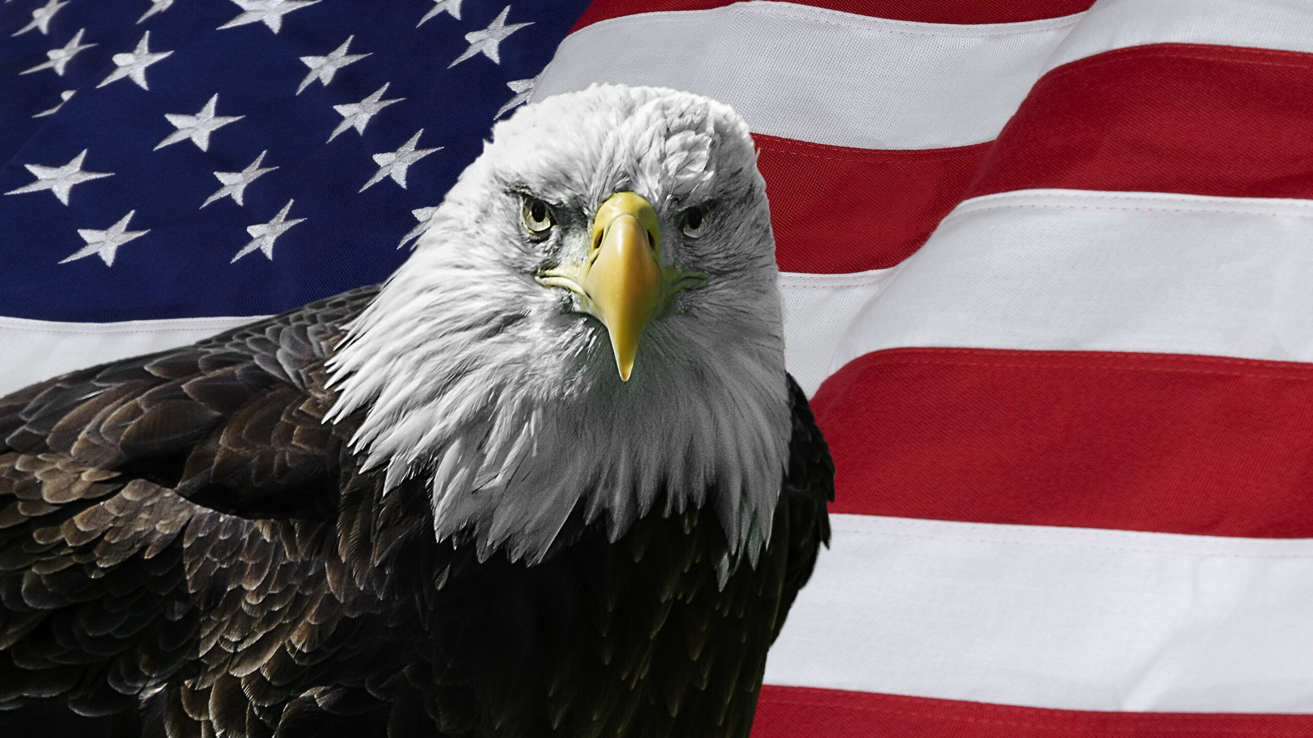 We Honor Veterans Program | Elara Caring